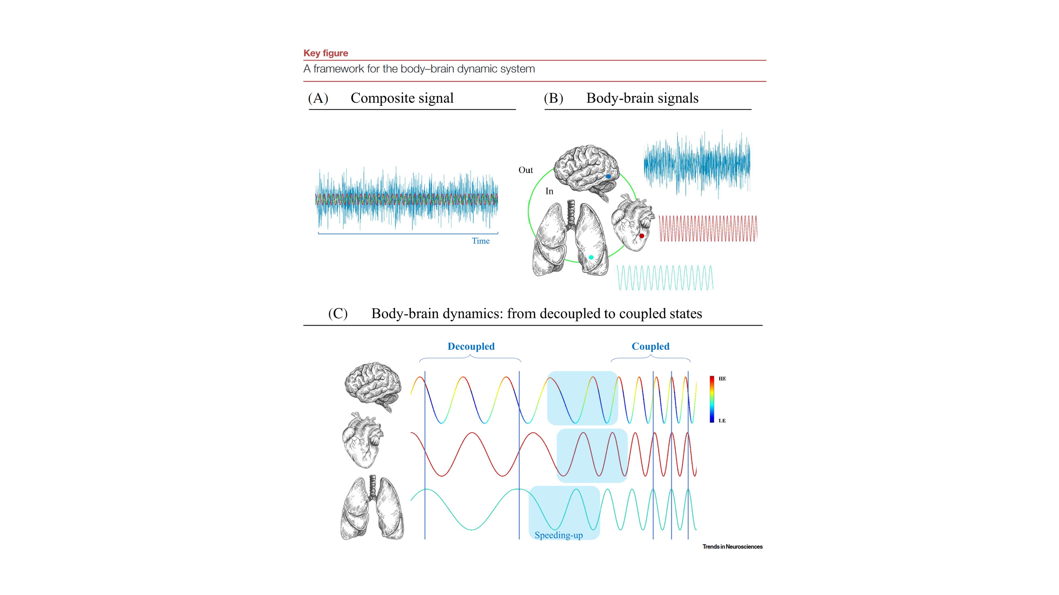 Cognition through the lens of a body-brain dynamic system – BAND Lab