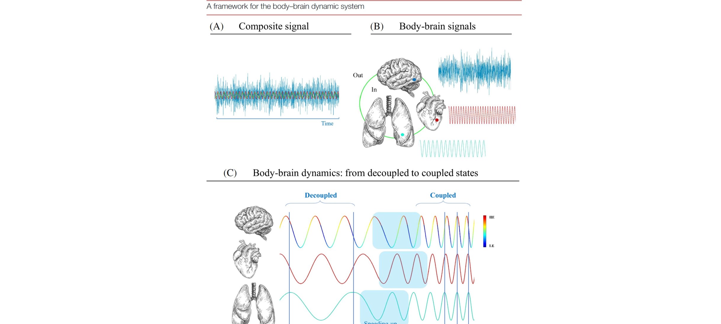 Cognition through the lens of a body-brain dynamic system – BAND Lab